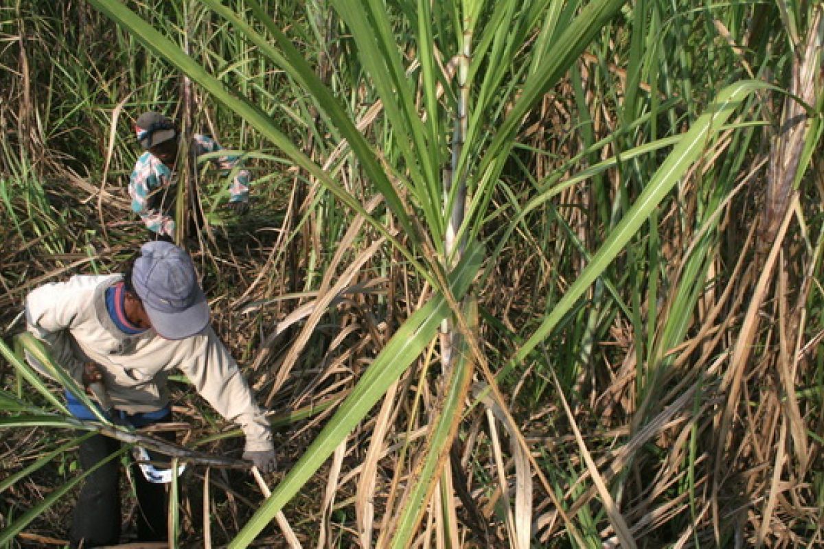 Tebu Brazil Untuk "Biofuel" Sekaligus Dinginkan Iklim - ANTARA News