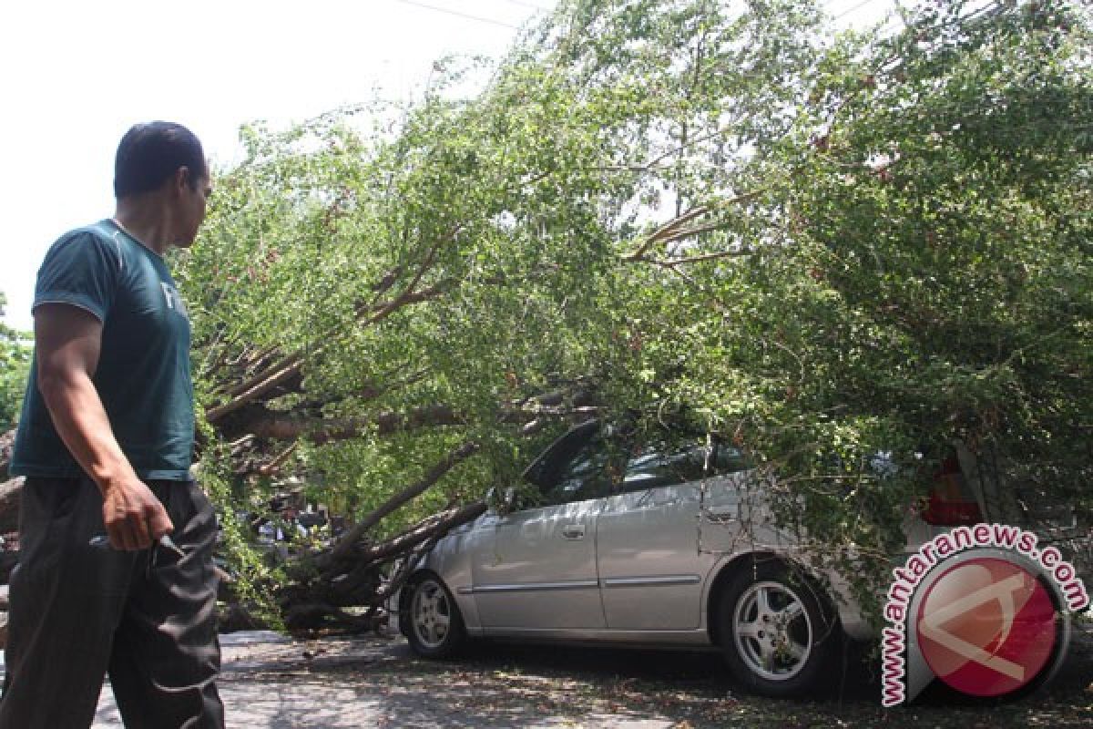 Pohon tumbang - ANTARA News