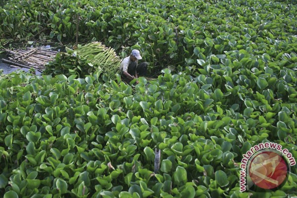 Tanaman Eceng Gondok - ANTARA News