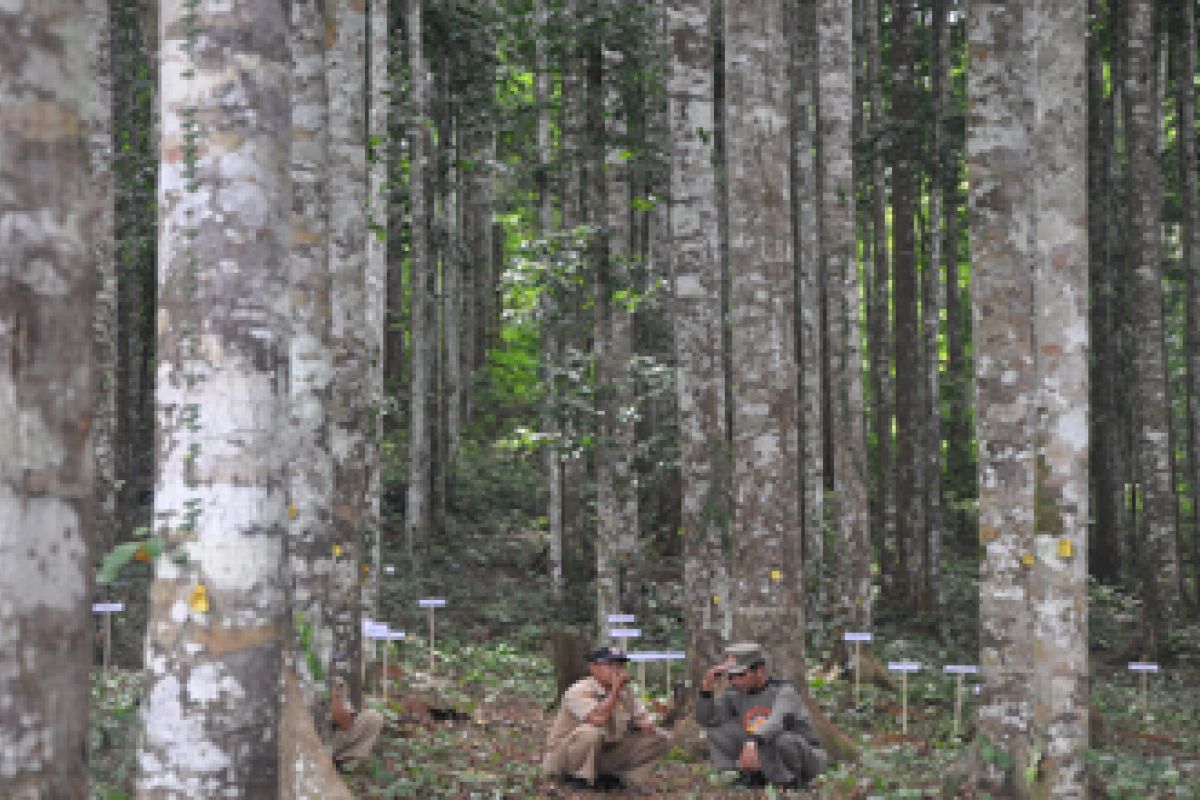 HUTAN MERANTI PUTIH - ANTARA News Kalimantan Selatan