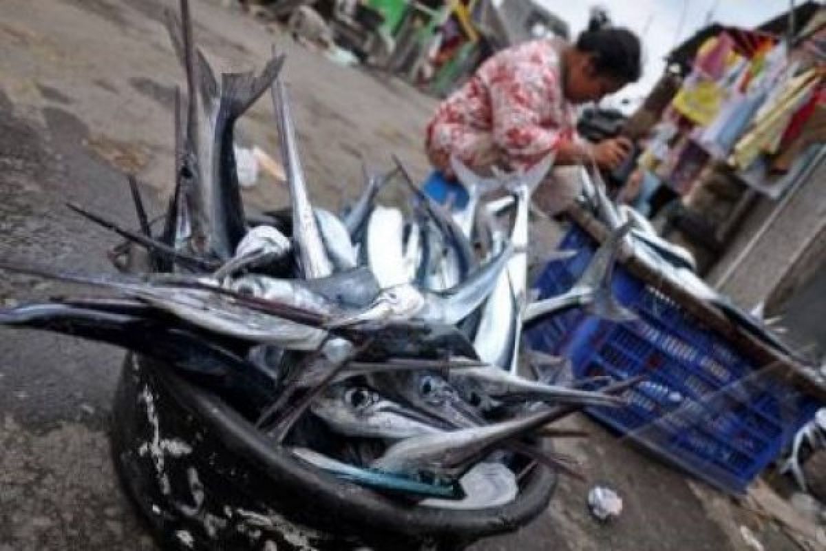 IKAN PASOH - ANTARA News Mataram