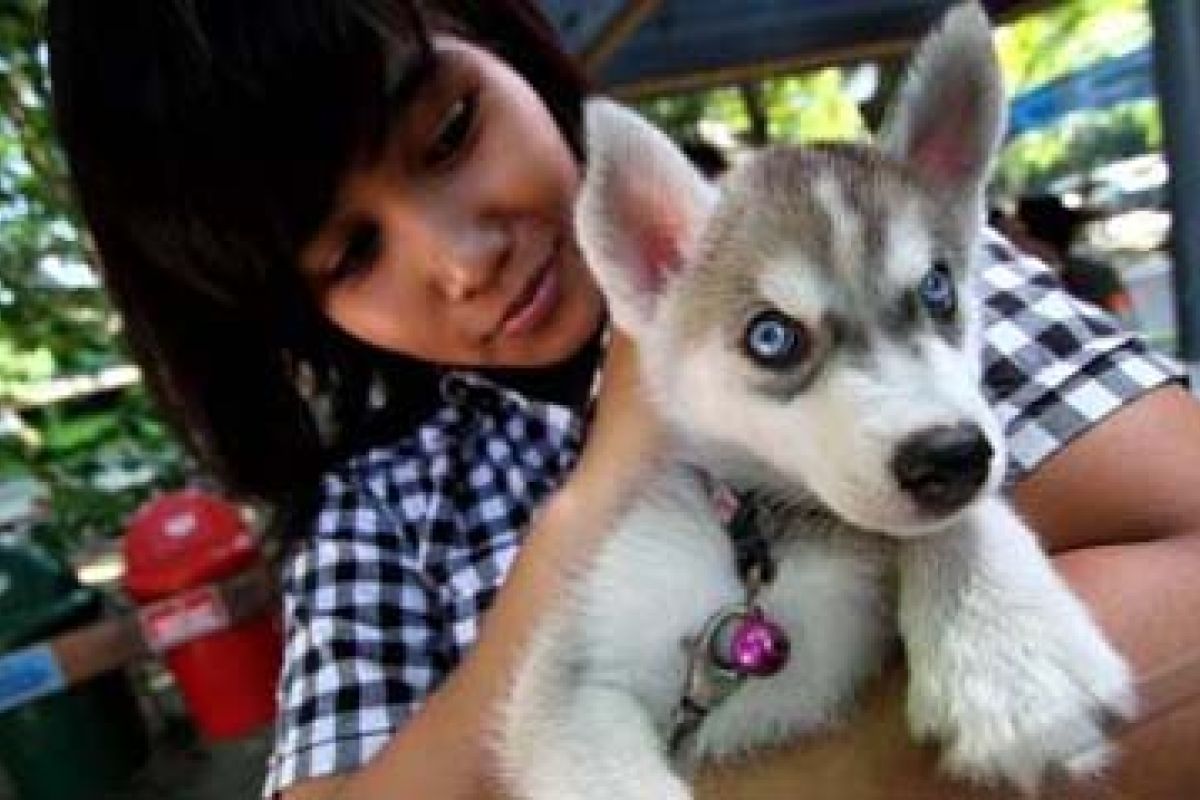 HAPPY HUSKY - ANTARA News Bali