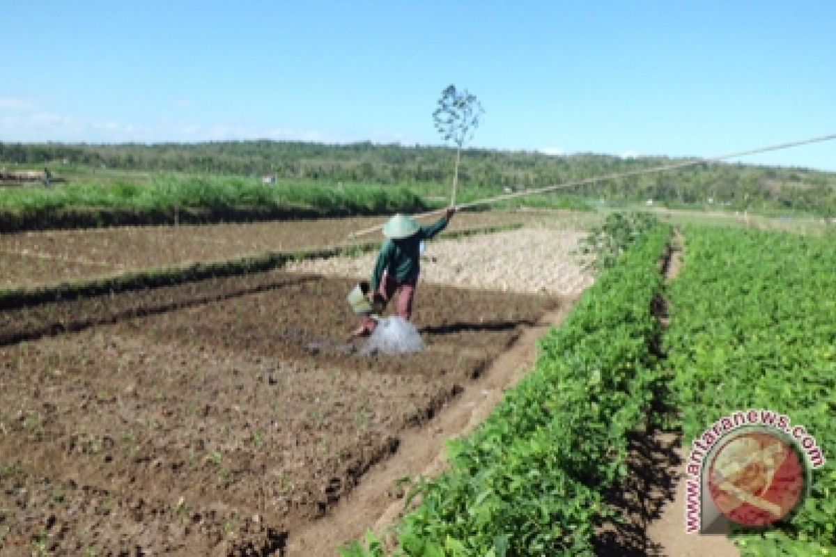 Petani Kulon Progo terapkan sistem tumpang sari - ANTARA News ...