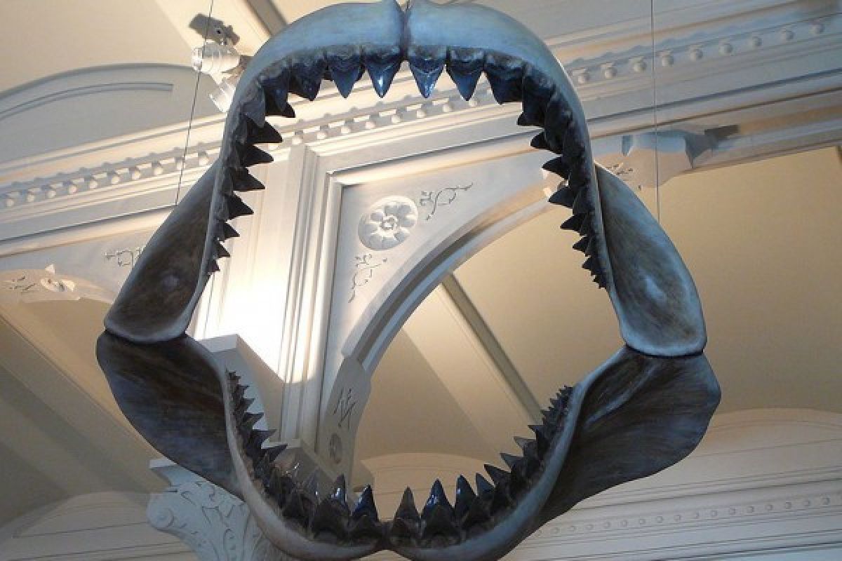 "The Meg" yang asli lebih tak seperti gambaran di film - ANTARA News