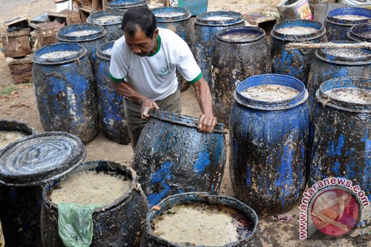 Produksi getah Pinus - ANTARA News