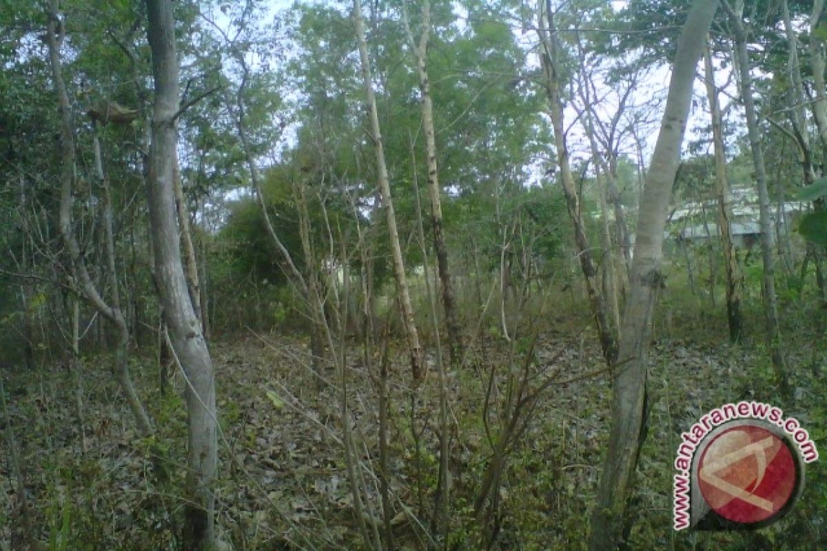 Luas hutan rakyat Bantul bertambah 25 hektare - ANTARA News Yogyakarta ...