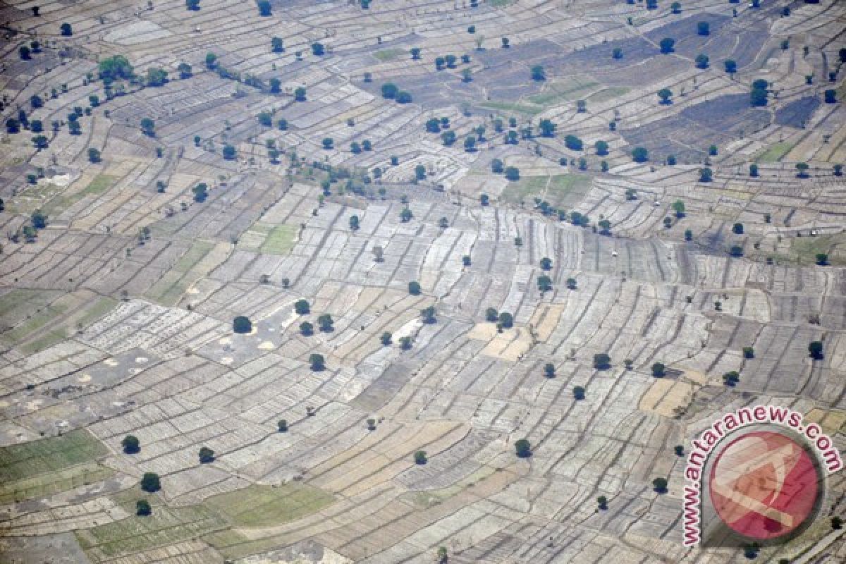 Sawah tadah hujan - ANTARA News