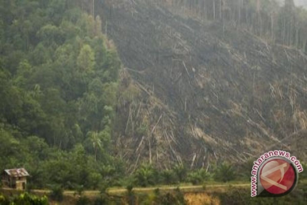 Hutan Riau makin sempit - ANTARA News Bangka Belitung