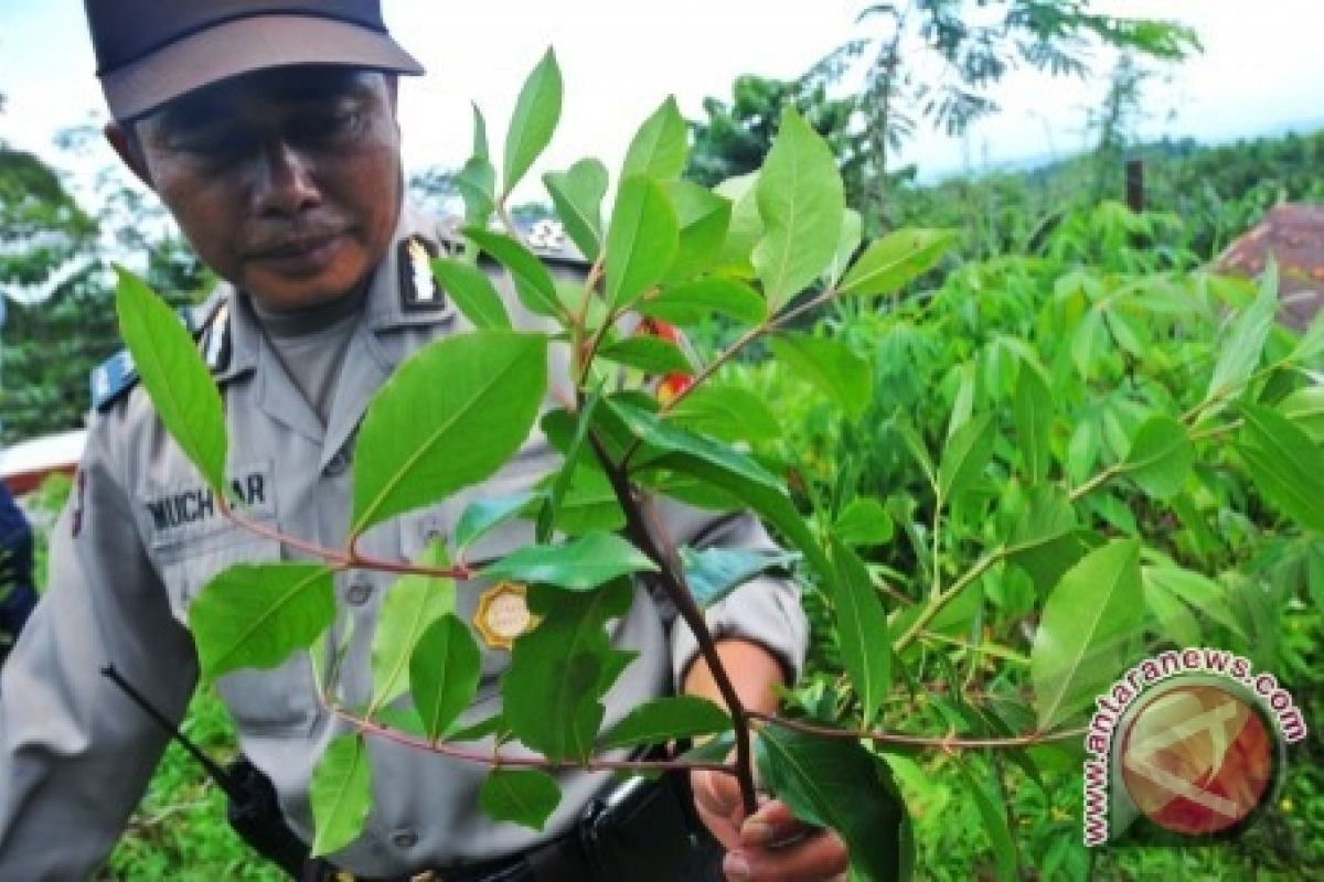 Daun Khat dari Teh Arab Jadi Narkoba Golongan I - ANTARA News ...