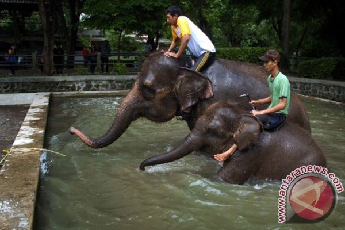 Gajah Sumatera - ANTARA News