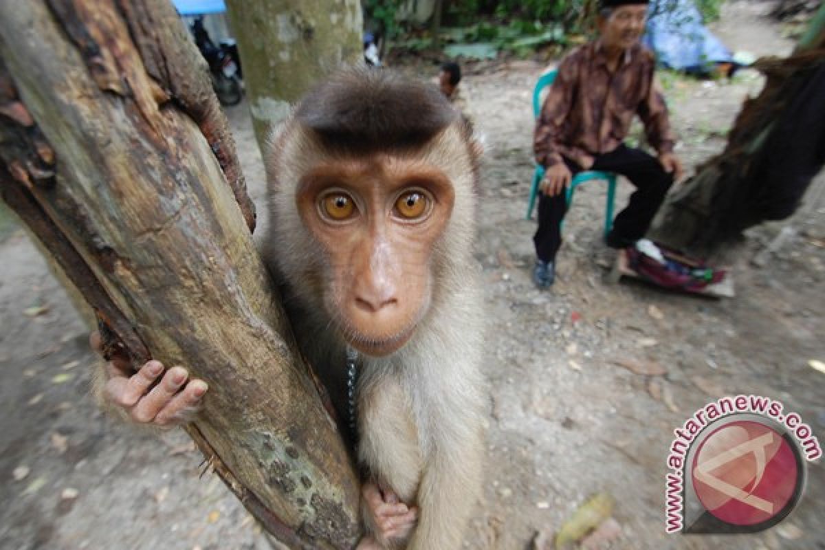 Melatih beruk - ANTARA News