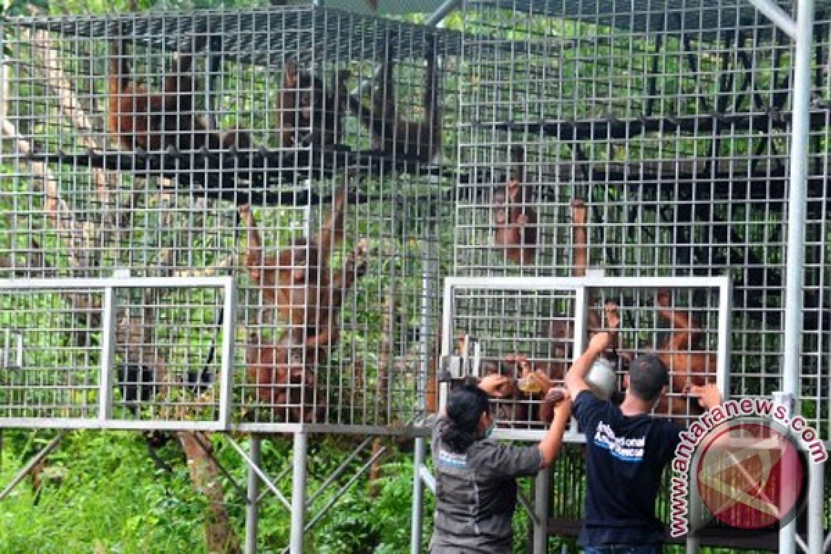 Rehabilitasi Orangutan - ANTARA News