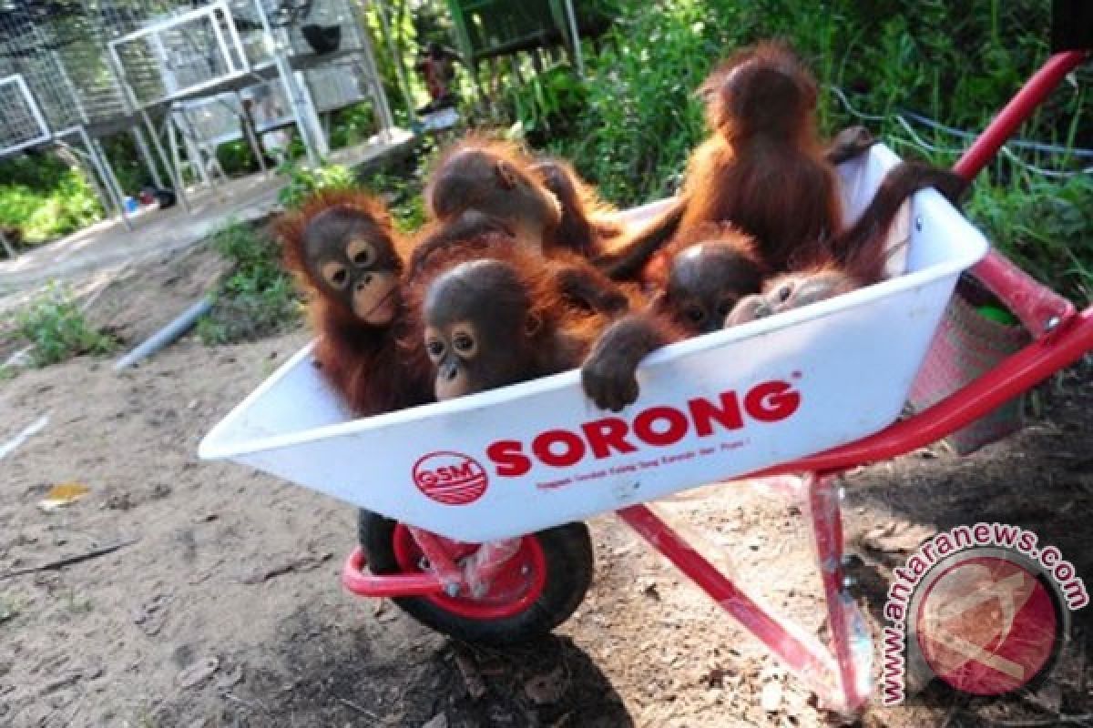 Habitat Orangutan Terancam - ANTARA News