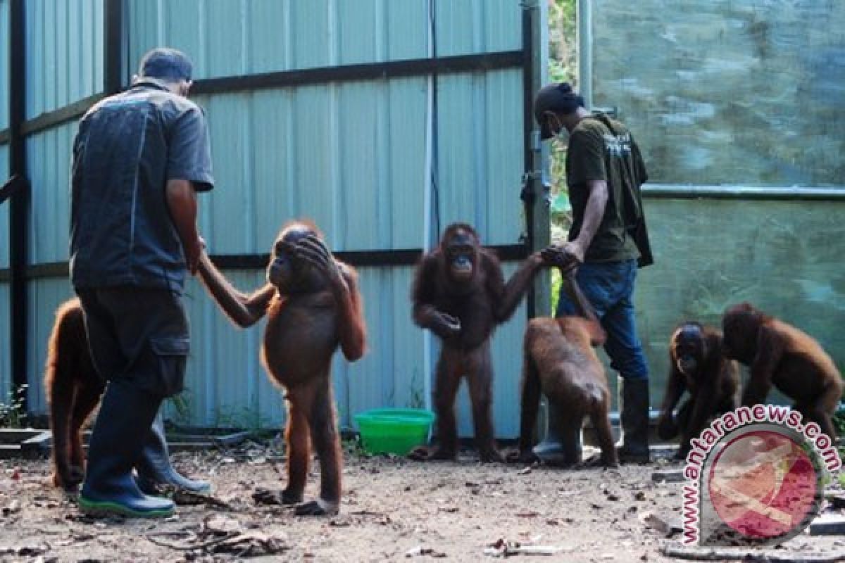 Habitat Orangutan Terancam - ANTARA News