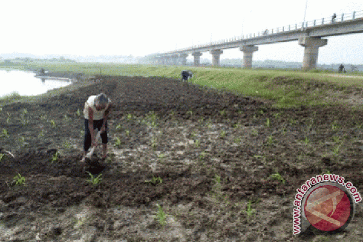 Mencangkul Tanah - ANTARA News