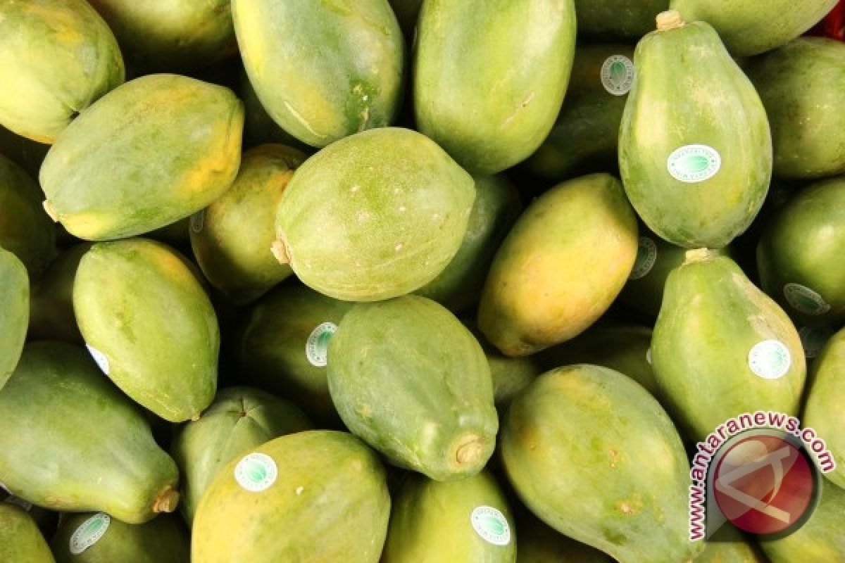 Pepaya Mini Masuk Menu Istana Negara - ANTARA News Kalimantan Timur