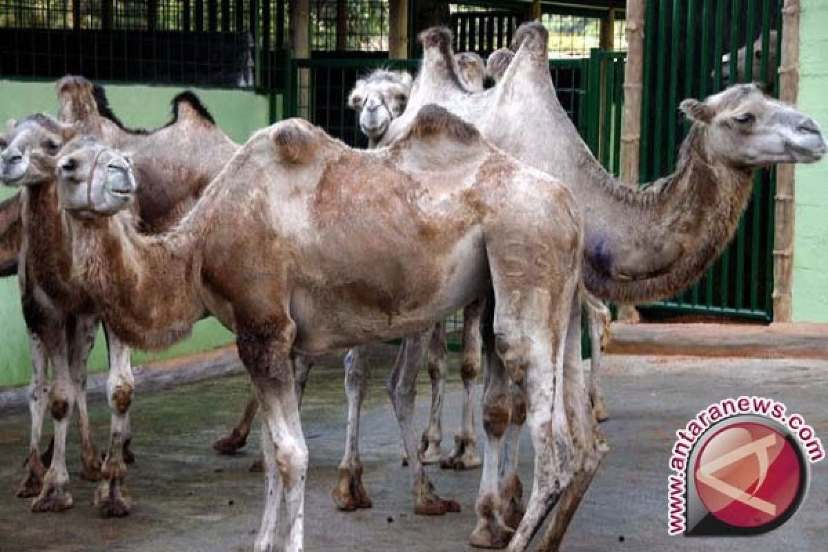 TSI tampilkan unta punuk dua sambut lebaran - ANTARA News Megapolitan