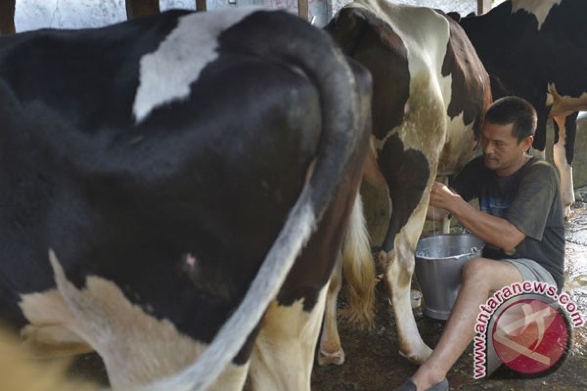 Sapi Perah - ANTARA News