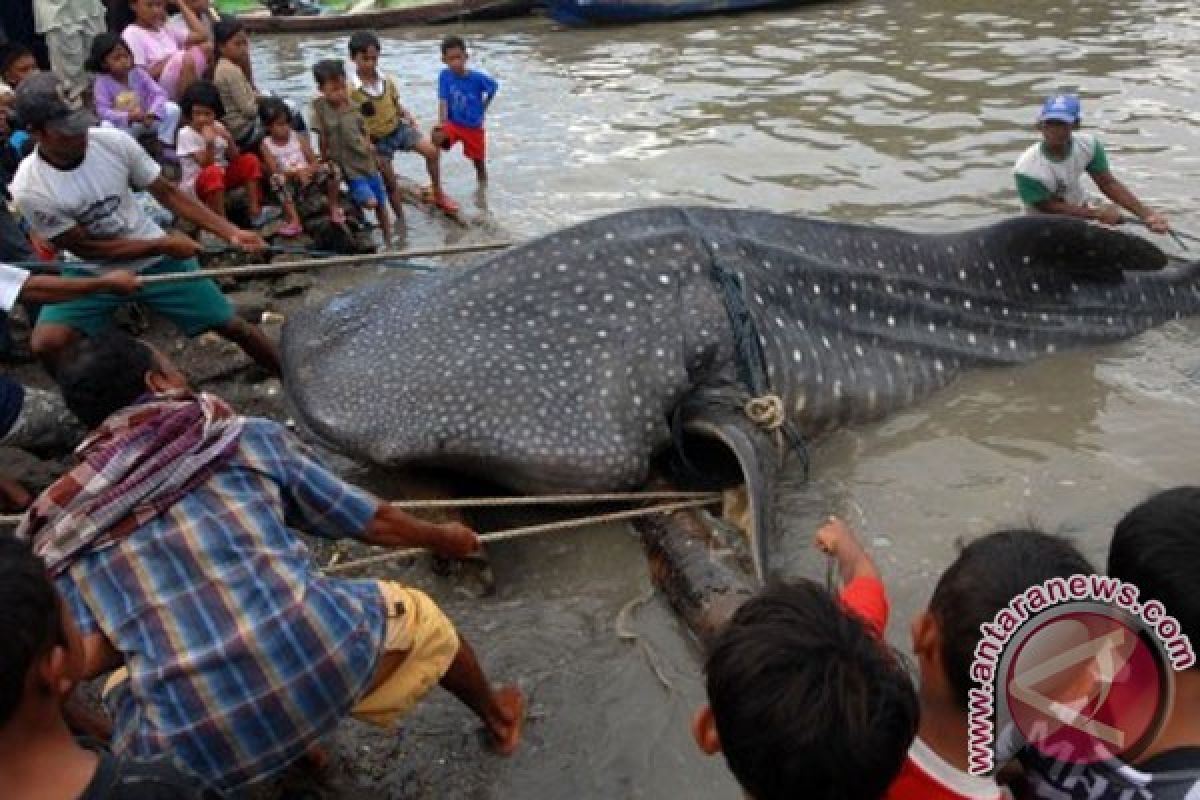 Evakuasi Hiu memakan waktu empat jam - ANTARA News