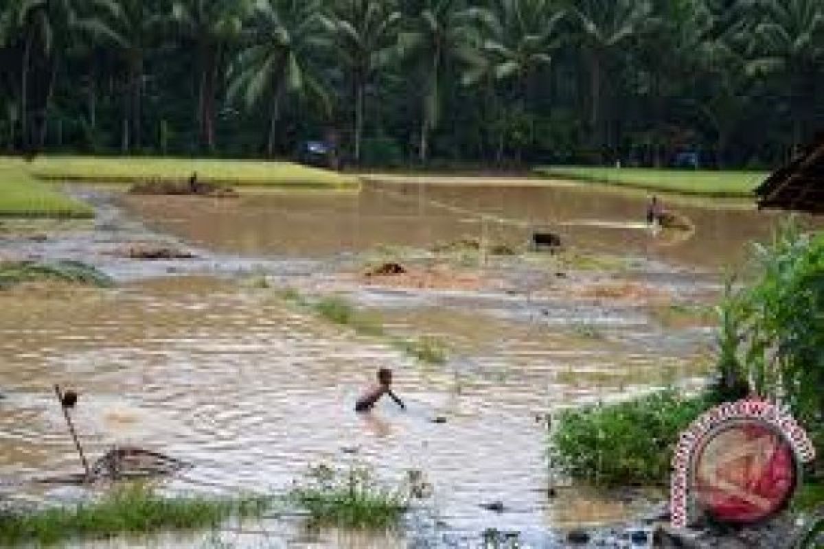 Banjir Kamboja Hancurkan 4,4 Persen Sawah Tahun Ini - ANTARA Sumbar