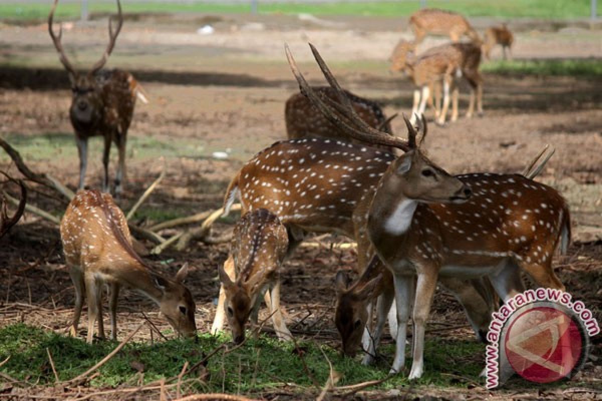 Penangkaran Rusa Prambanan - ANTARA News