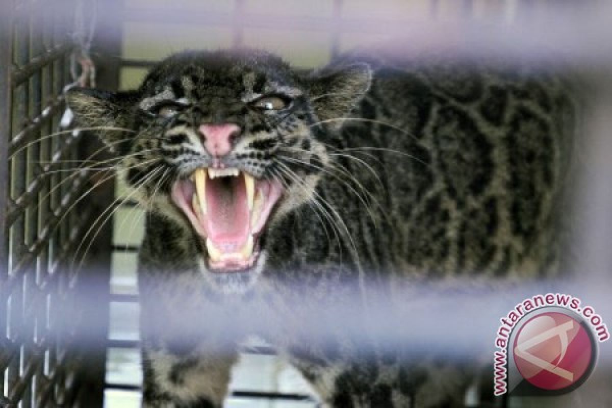 Selamatkan Macan Dahan - ANTARA News