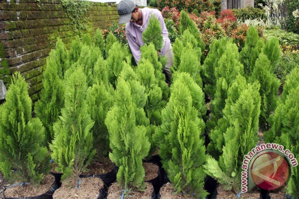 Pohon Cemara Natal - ANTARA News