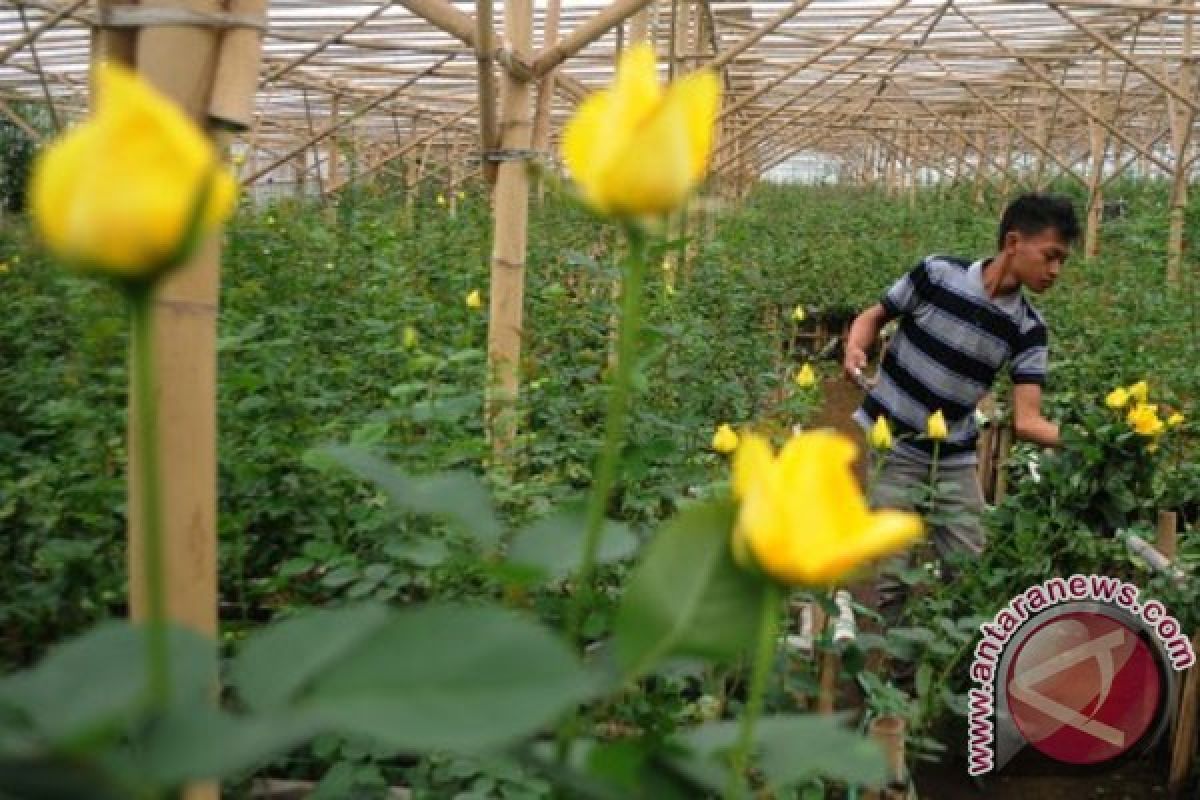 Panen Tanaman Mawar - ANTARA News