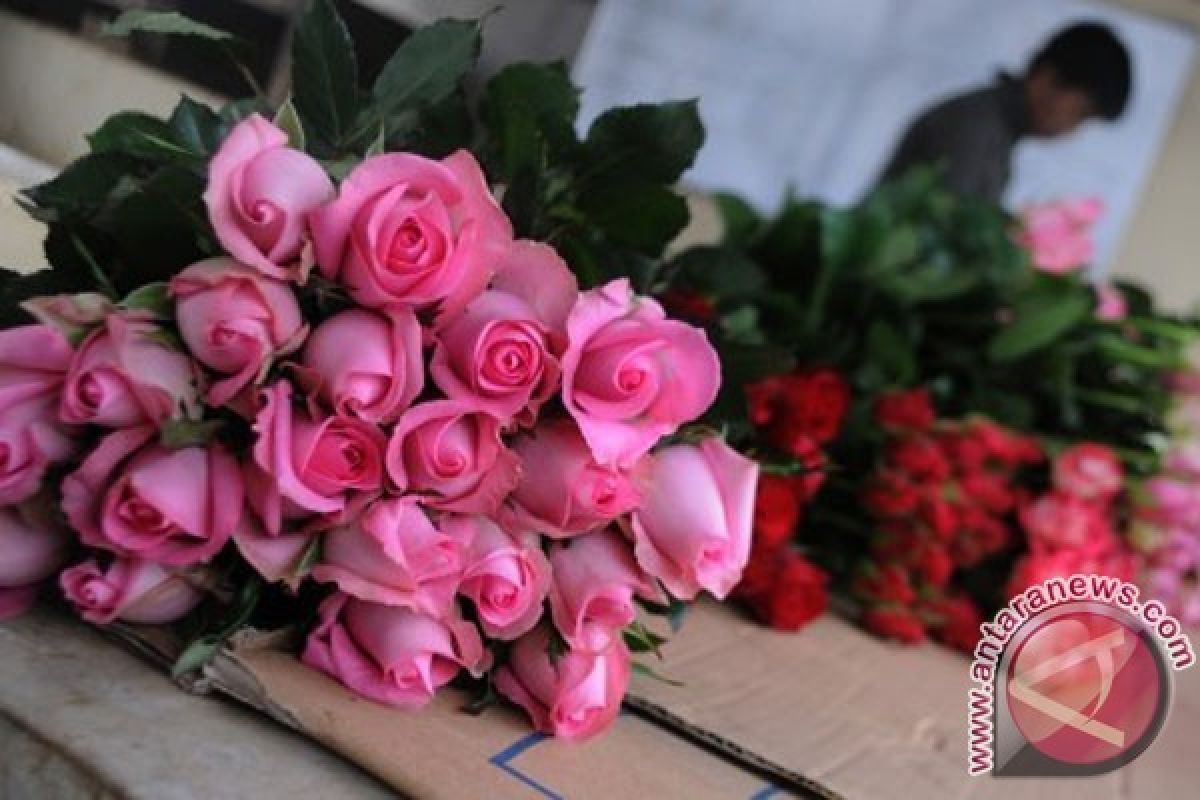 Panen Tanaman Mawar - ANTARA News