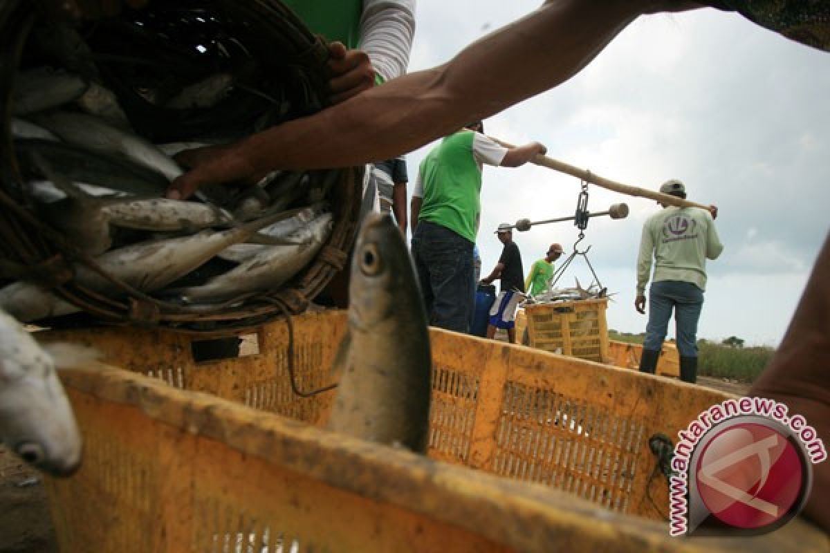 Panen Ikan Bandeng - ANTARA News