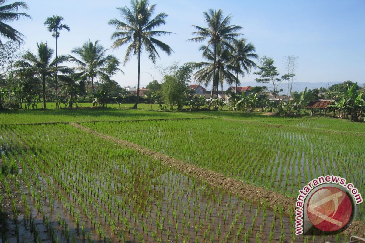 Petani diminta kelola sawah menjelang musim tanam - ANTARA News Bangka ...