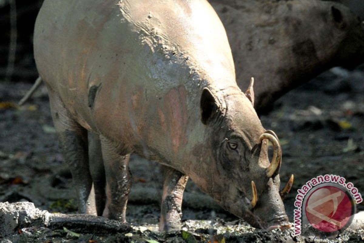 Habitat Babi Rusa - ANTARA News