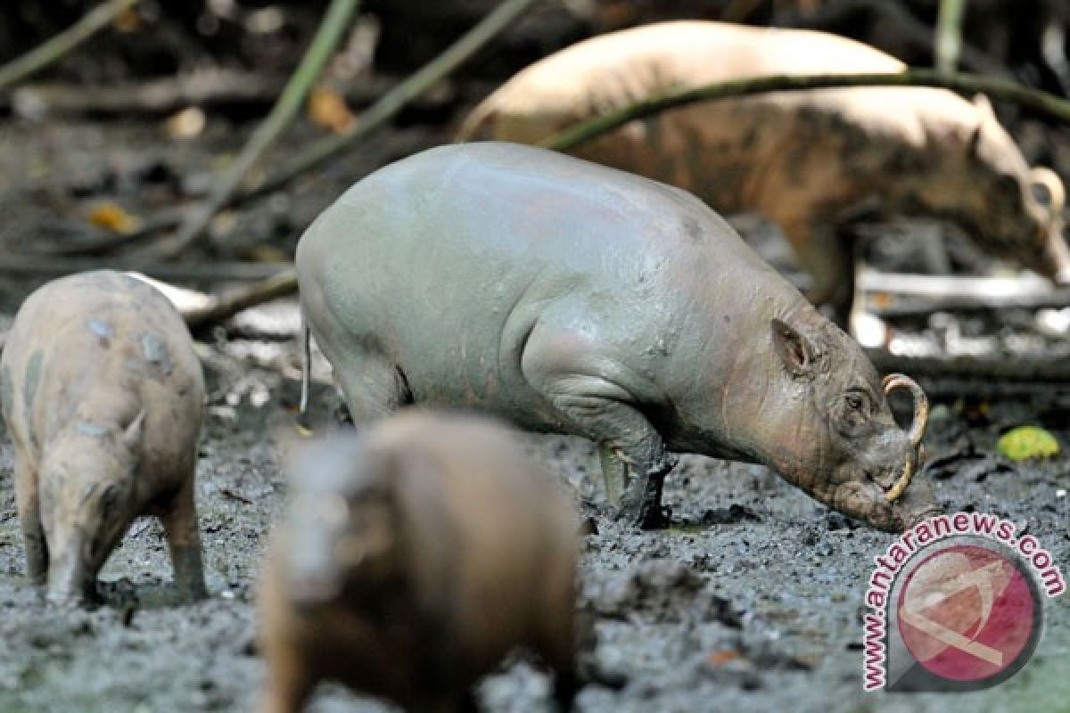 Habitat Babi Rusa - ANTARA News