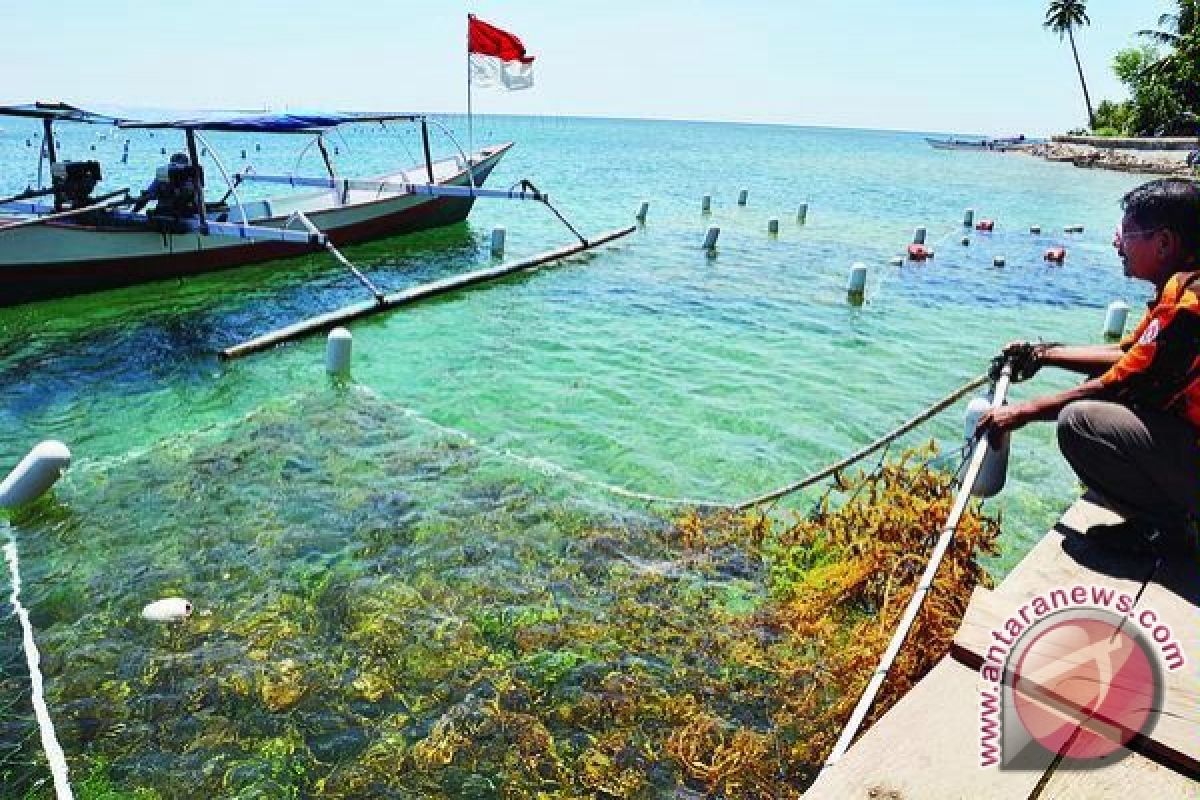 Warga Budidayakan Rumput Laut di Pulau Gusung - ANTARA News Bangka Belitung