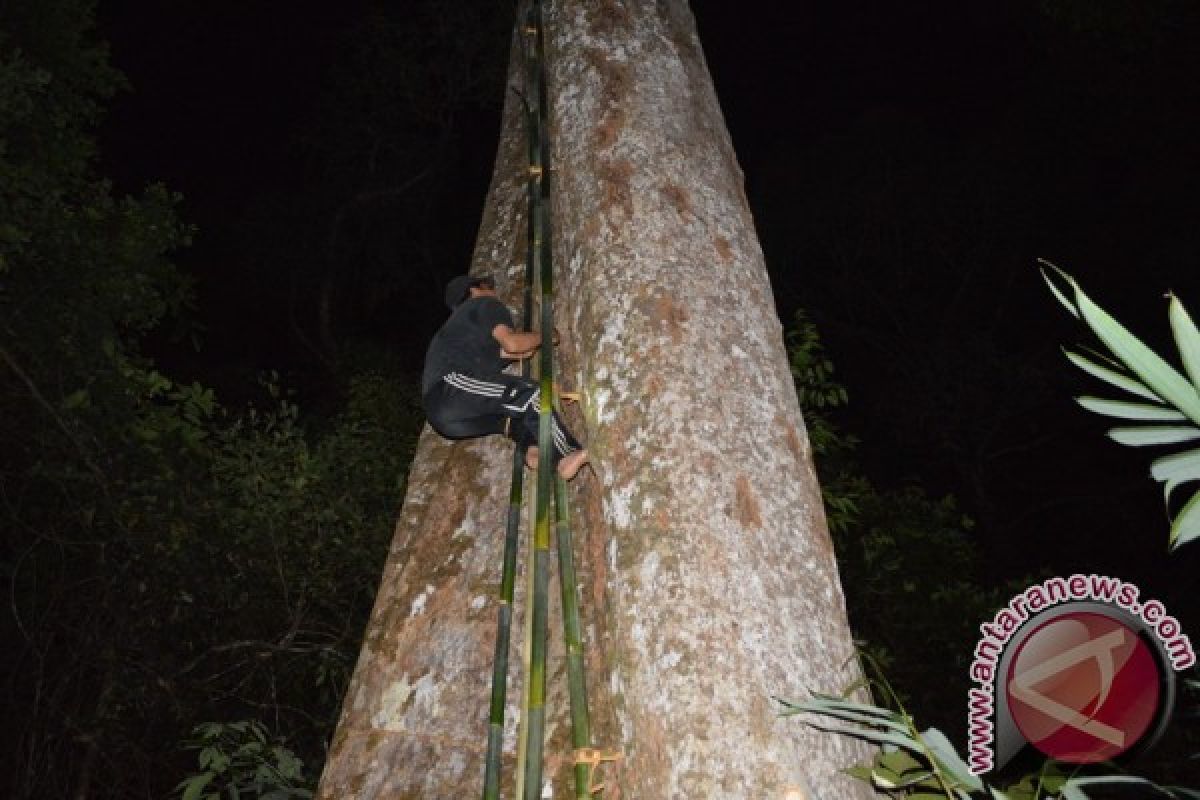 POHON MADU - ANTARA News Kalimantan Selatan
