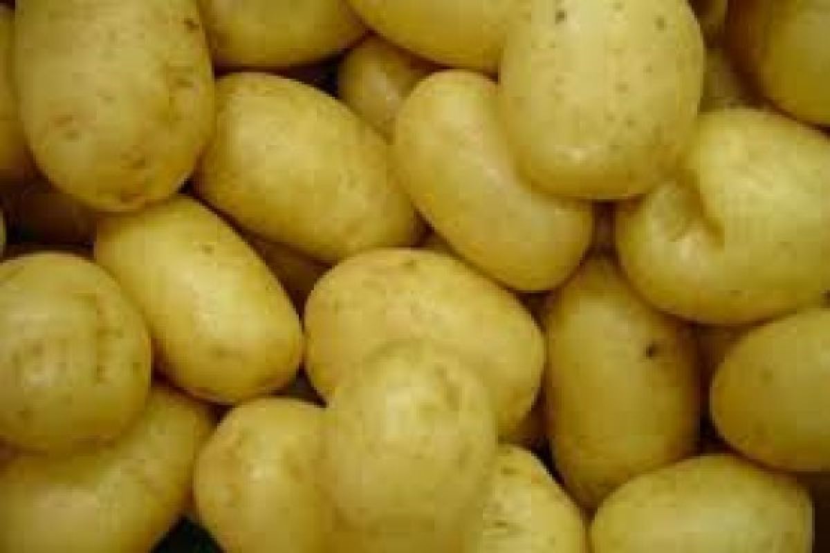 Pakar: Indonesia mampu produksi kentang berkualitas - ANTARA News ...