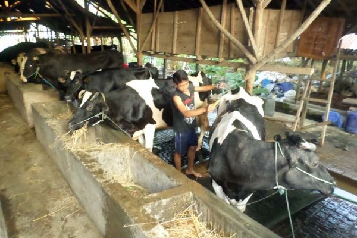 Harga Susu Sapi Naik - ANTARA News Jawa Timur