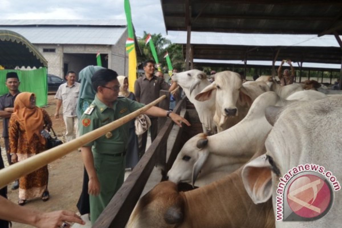 KUD Tani Subur Kembangkan Integrasi Sapi dan Sawit - ANTARA News ...