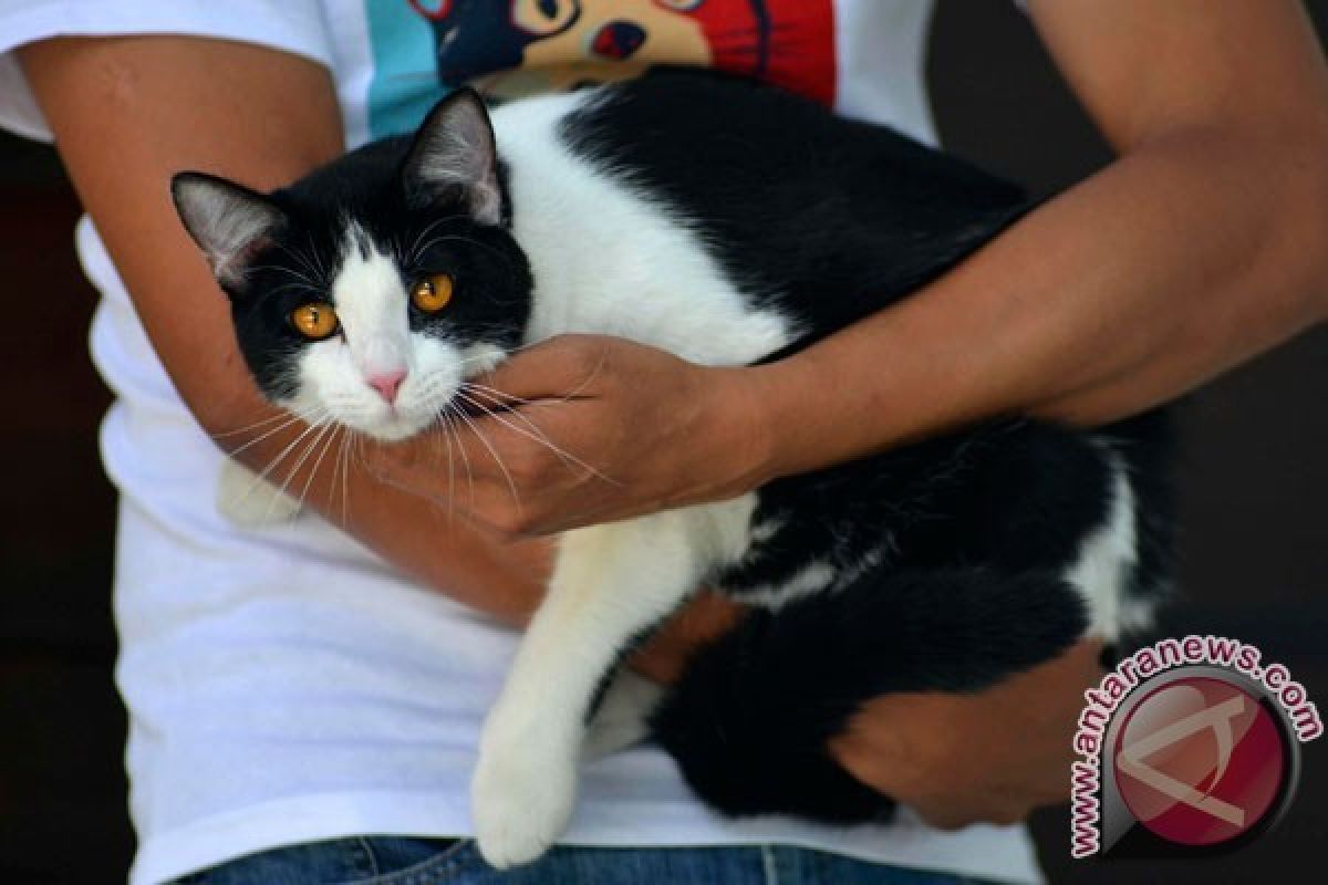 Jadikan Rumah Pemelihara Kucing Ramah dan Nyaman - ANTARA News ...