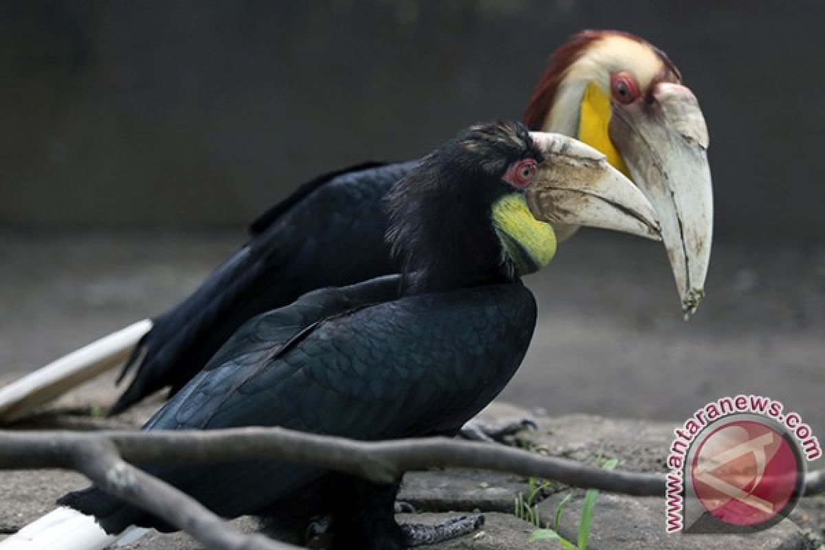 Burung Rangkok Terancam Punah - ANTARA News Jawa Timur