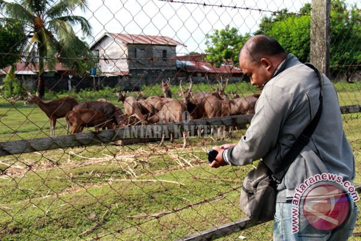 Riban Satia : Diperlukan Lokasi Yang Luas Untuk Penangkaran Rusa ...