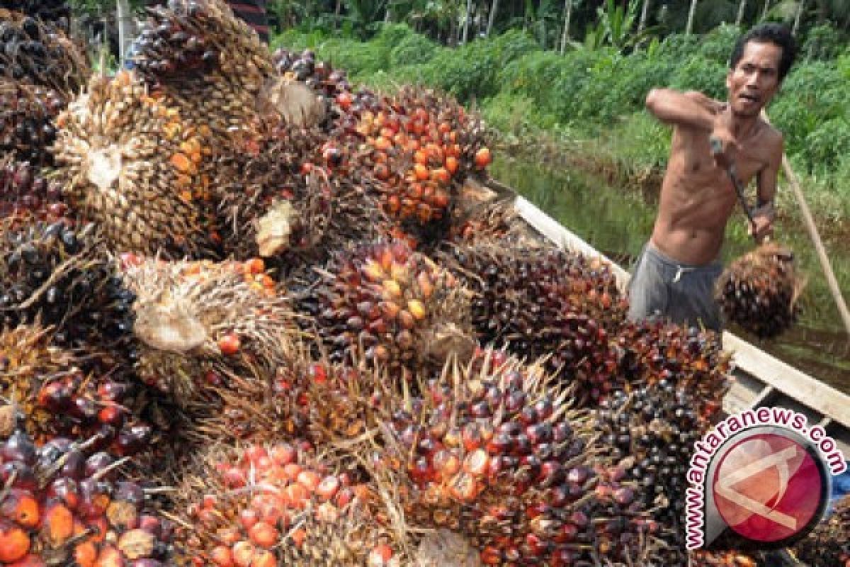 Pabrik Beli Sawit Petani Dengan Harga Murah - ANTARA News Bangka Belitung