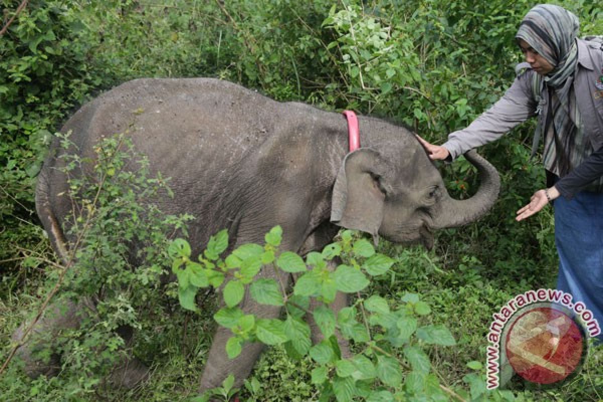 Gajah Way Kambas ditemukan mati - ANTARA News