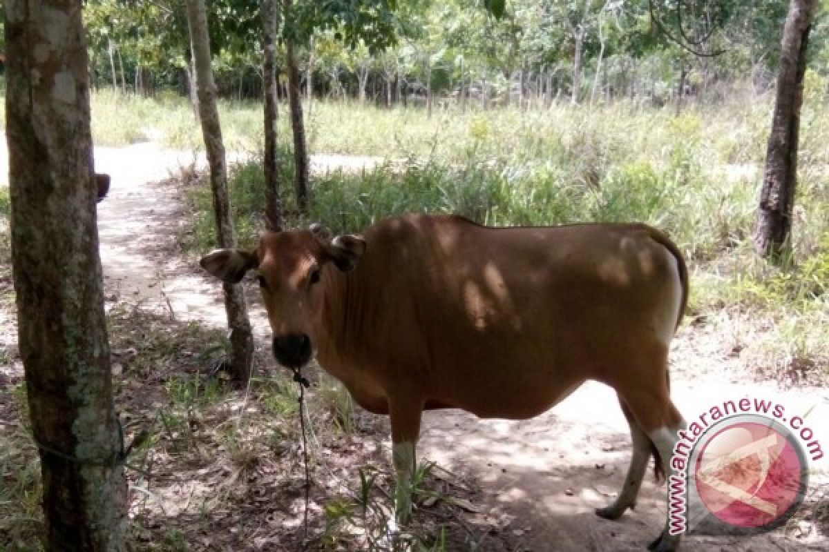 Populasi Sapi Potong Paluta 2016 Mencapai 14 Ribu Ekor - ANTARA News ...