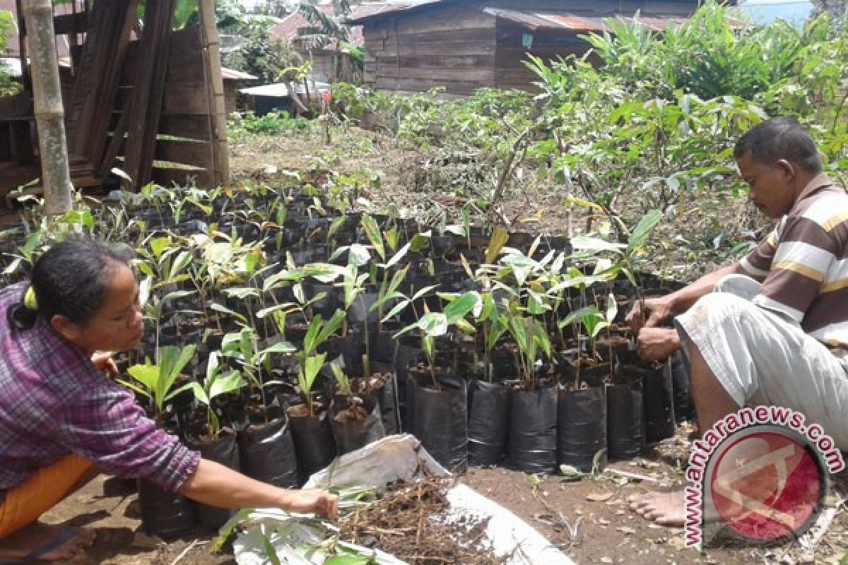 Warga Rejang Lebong Budidayakan Tanaman Aren