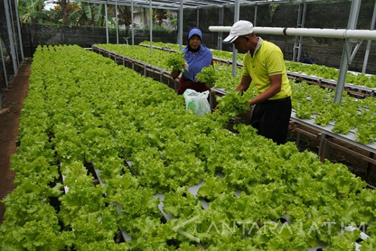 Budidaya Sayuran Hidroponik - ANTARA News Jawa Timur