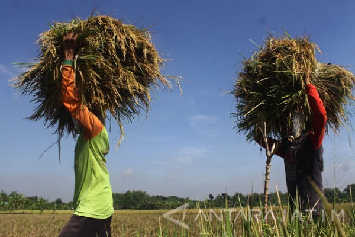 Kejar Target Produksi Gabah - ANTARA News Jawa Timur