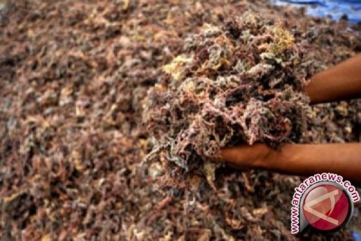 KKP bangun tiga pabrik rumput laut - ANTARA News Sulawesi Tenggara