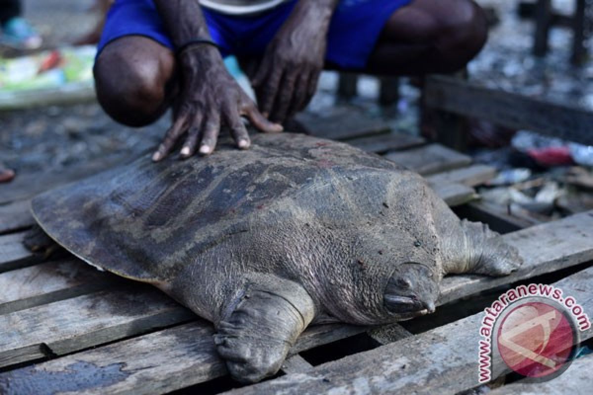 Penjualan Kura-Kura Moncong Babi - ANTARA News