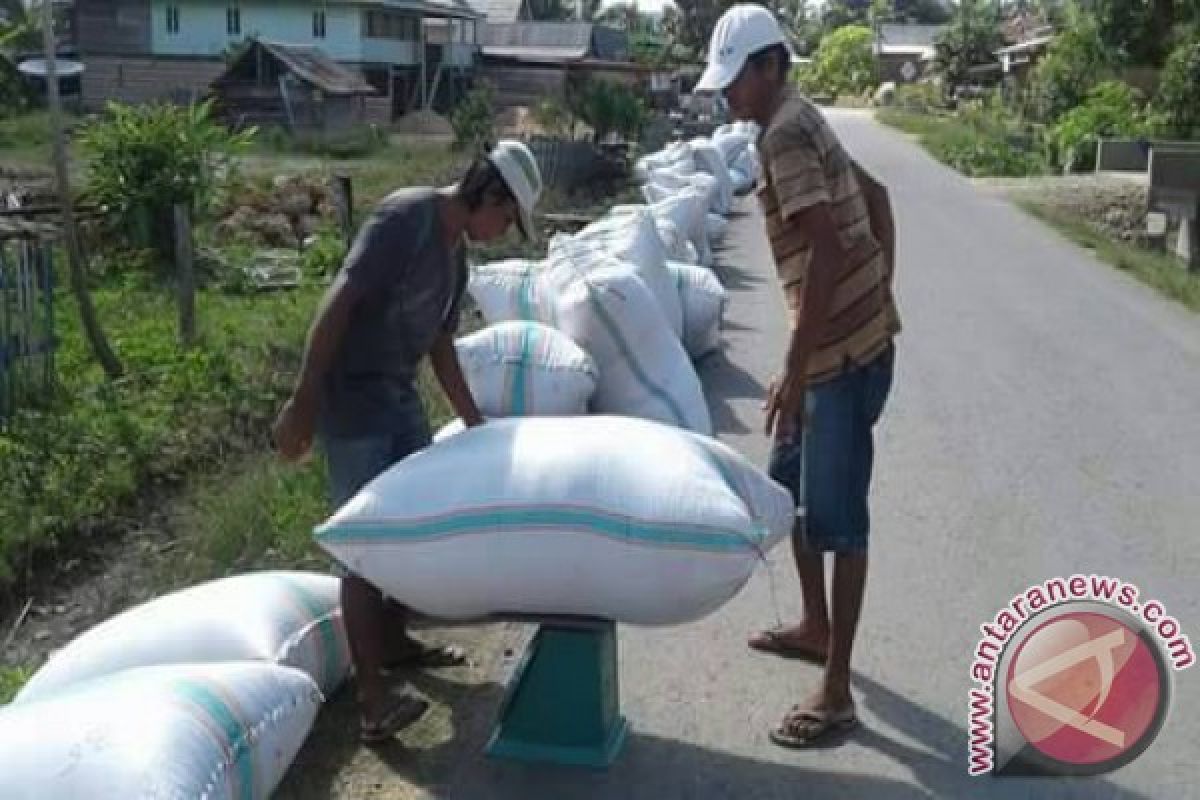 Bulog Serap Beras Petani Sultra 3.857 Ton - ANTARA News Sulawesi Tenggara